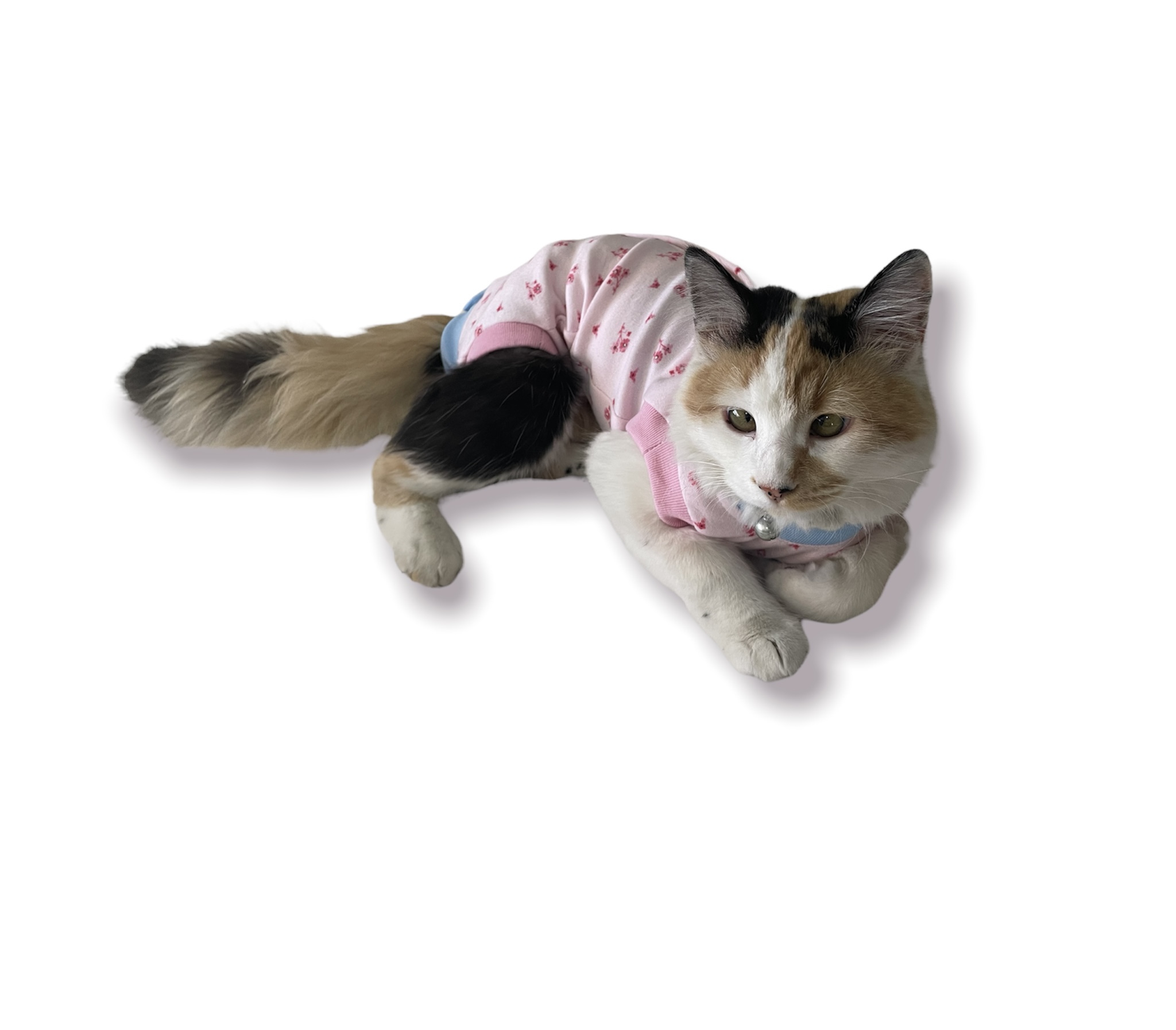 PIJAMA POST OPERATORIA PARA GATITA O GATITO – Jarkar
