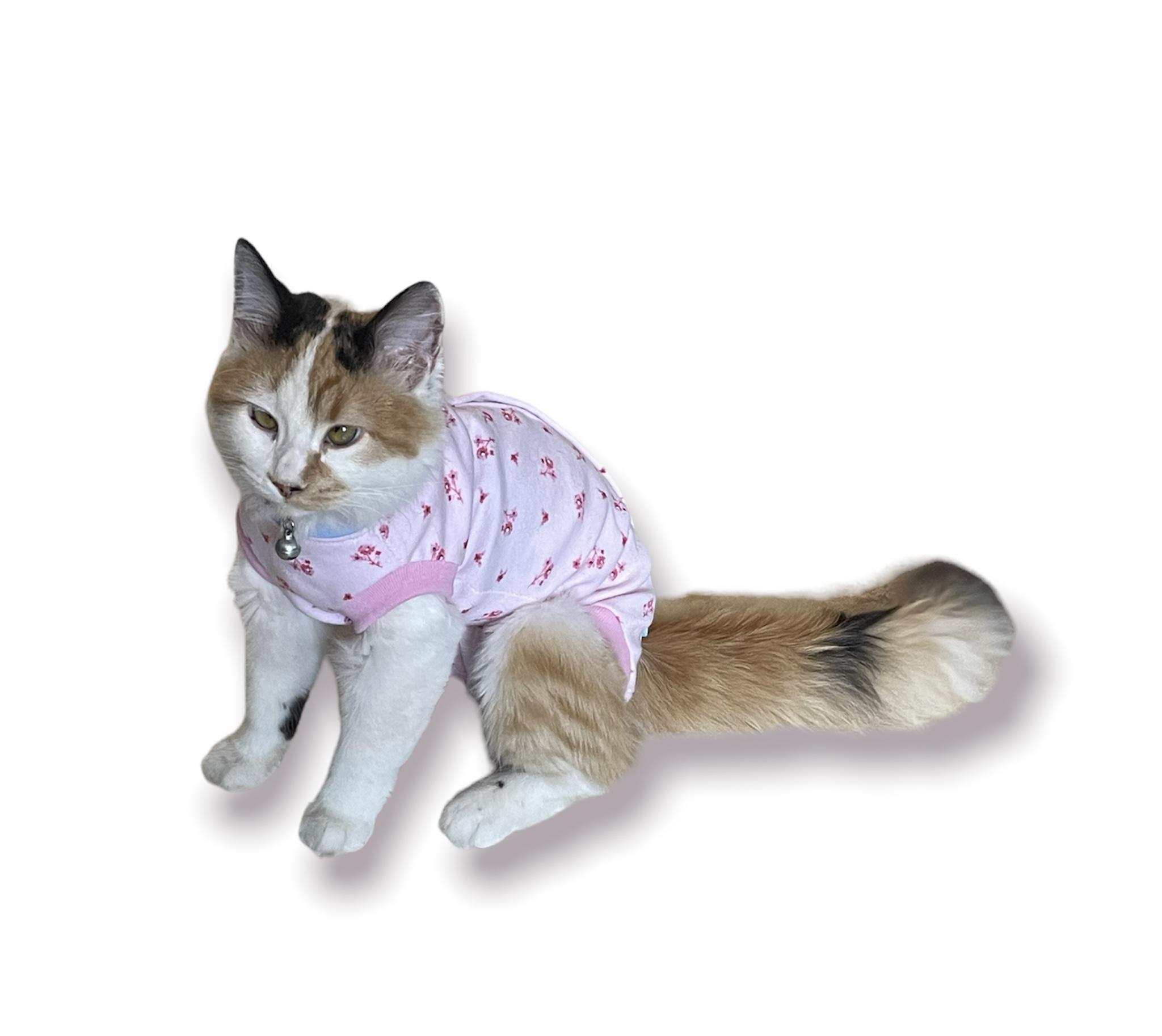 PIJAMA POST OPERATORIA PARA GATITA O GATITO – Jarkar